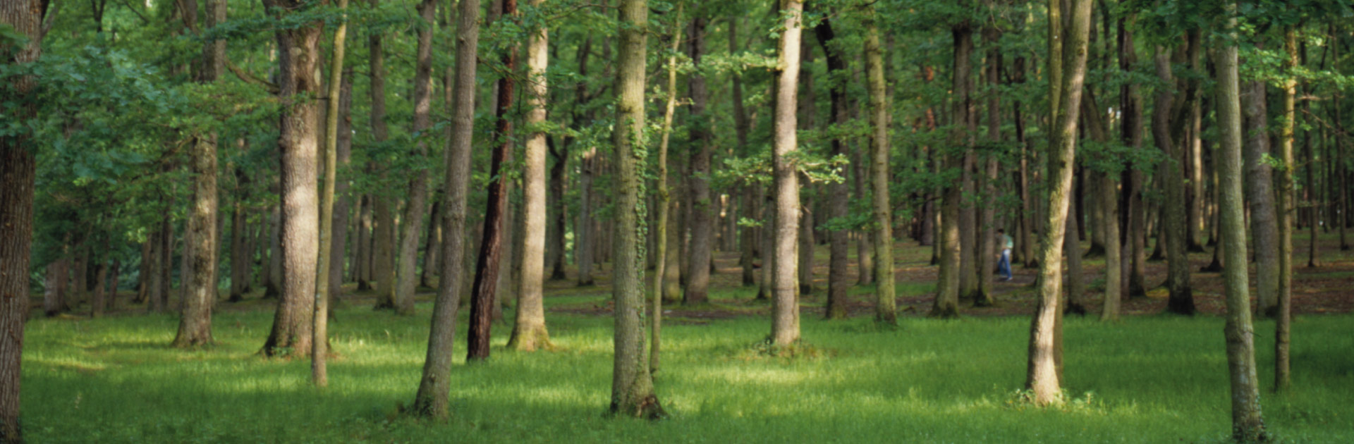 La forêt - Ville de Vendôme - Site officiel